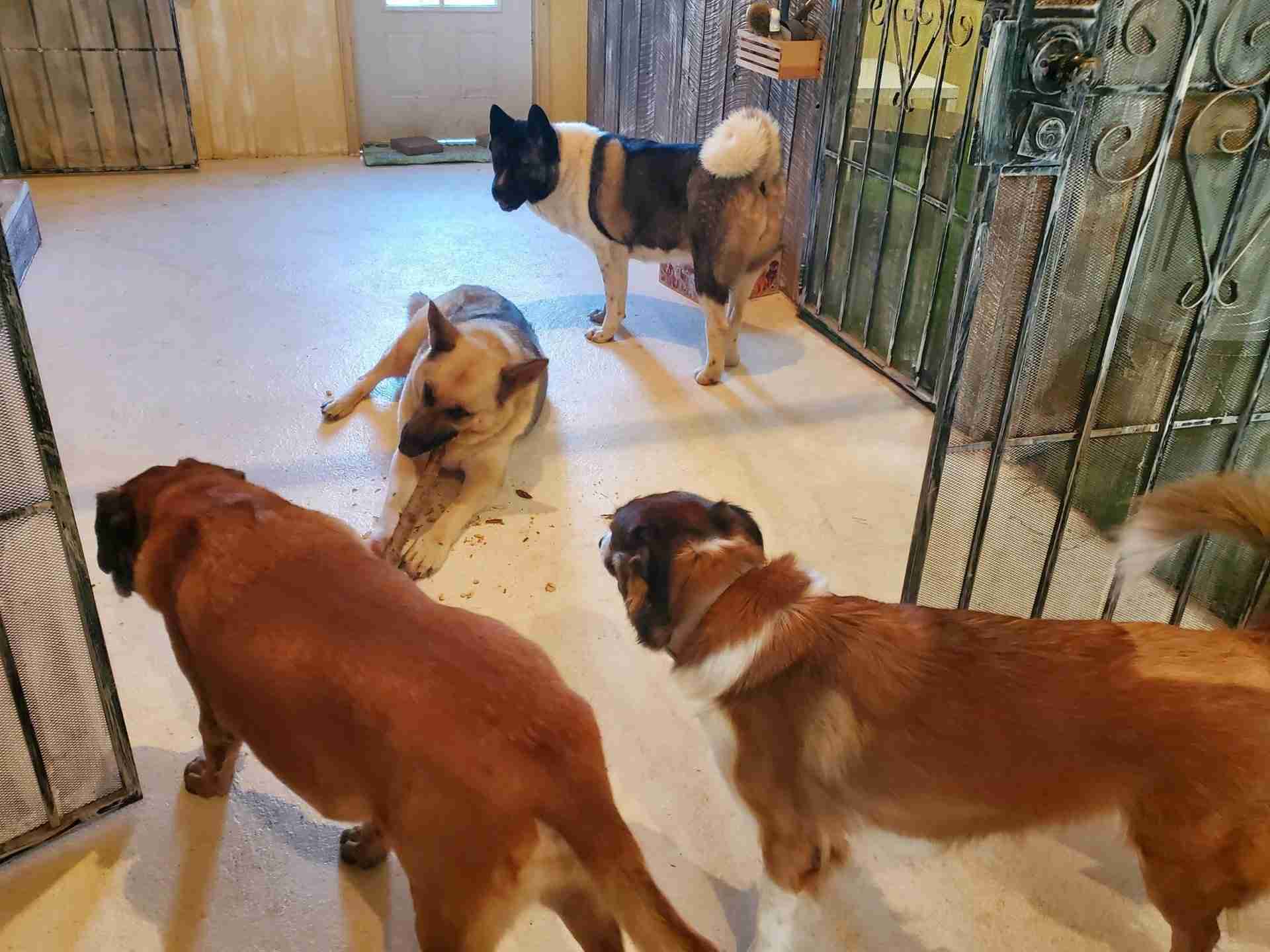 Tour & Gallery – Pet Hotel